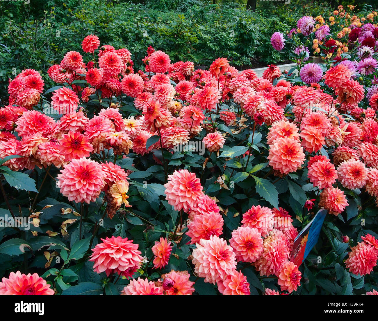 Dahlias field hi-res stock photography and images - Alamy