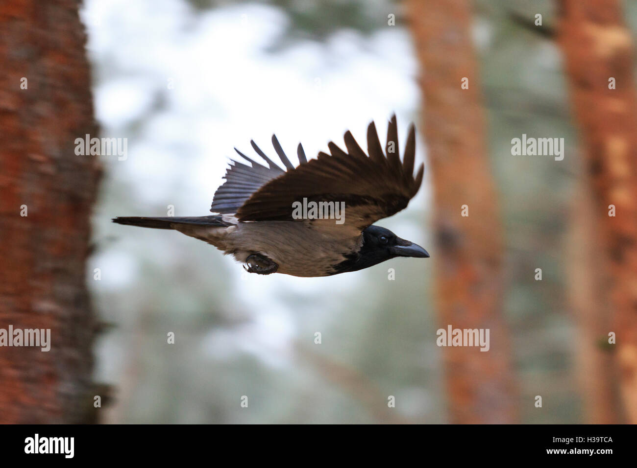 crow in flight between the trees Stock Photo - Alamy