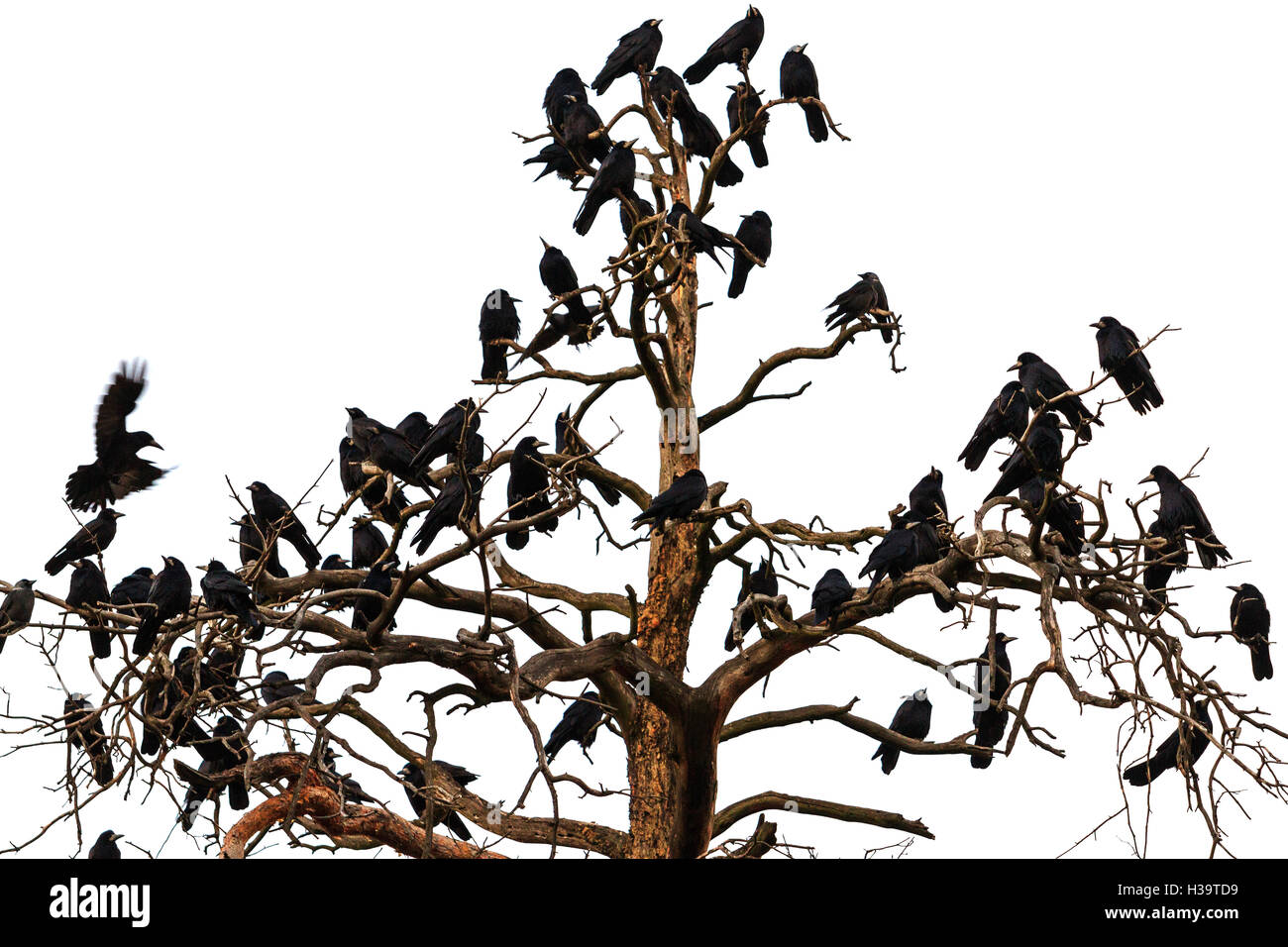 Ravens habitat hi-res stock photography and images - Alamy