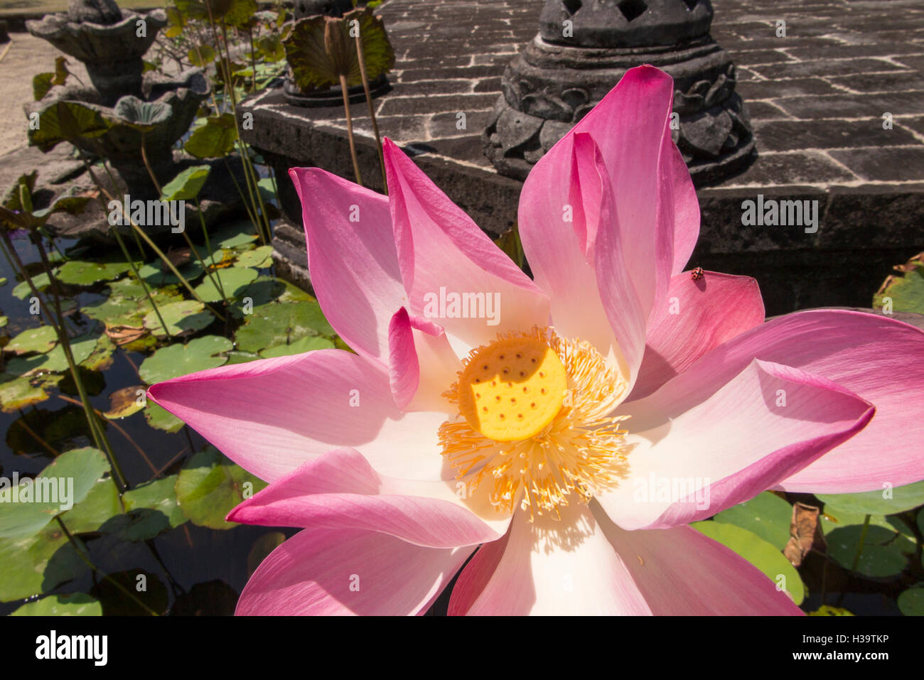 Buddhist lotus flower hi-res stock photography and images - Alamy