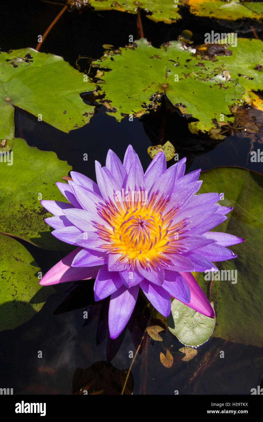 Water lily flower bali indonesia hi-res stock photography and images ...