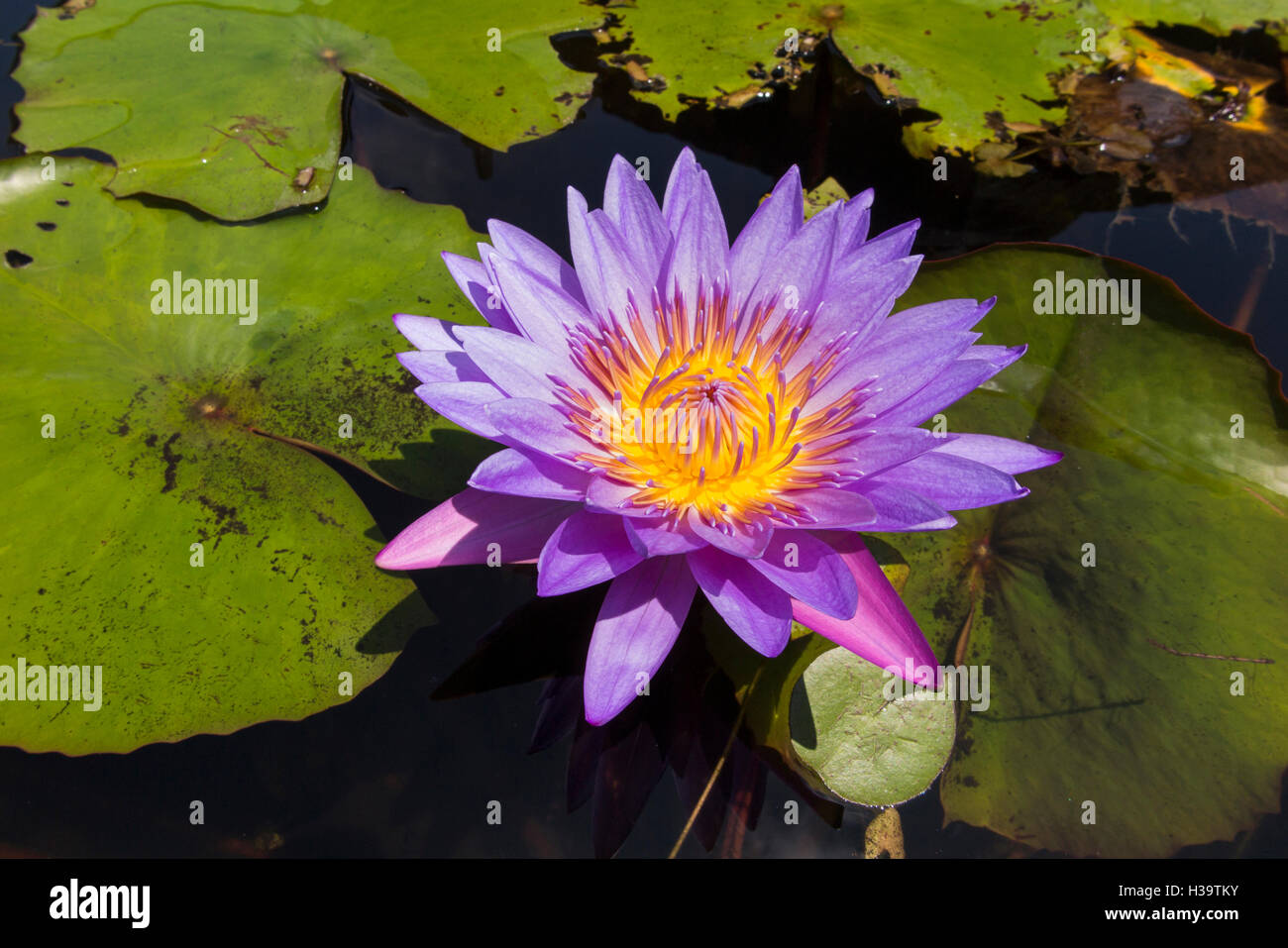 Water lily flower bali indonesia hi-res stock photography and images ...