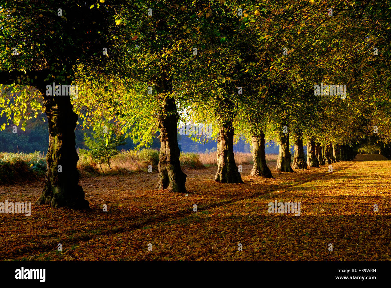 Trees in autumn in UK Stock Photo - Alamy