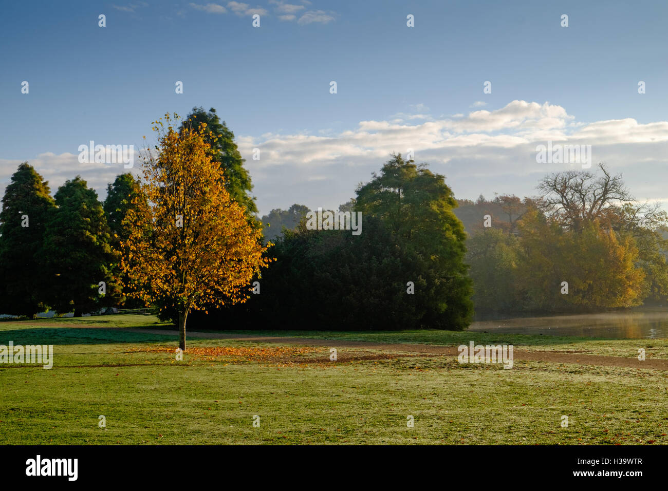Leaves falling off tree hi-res stock photography and images - Alamy