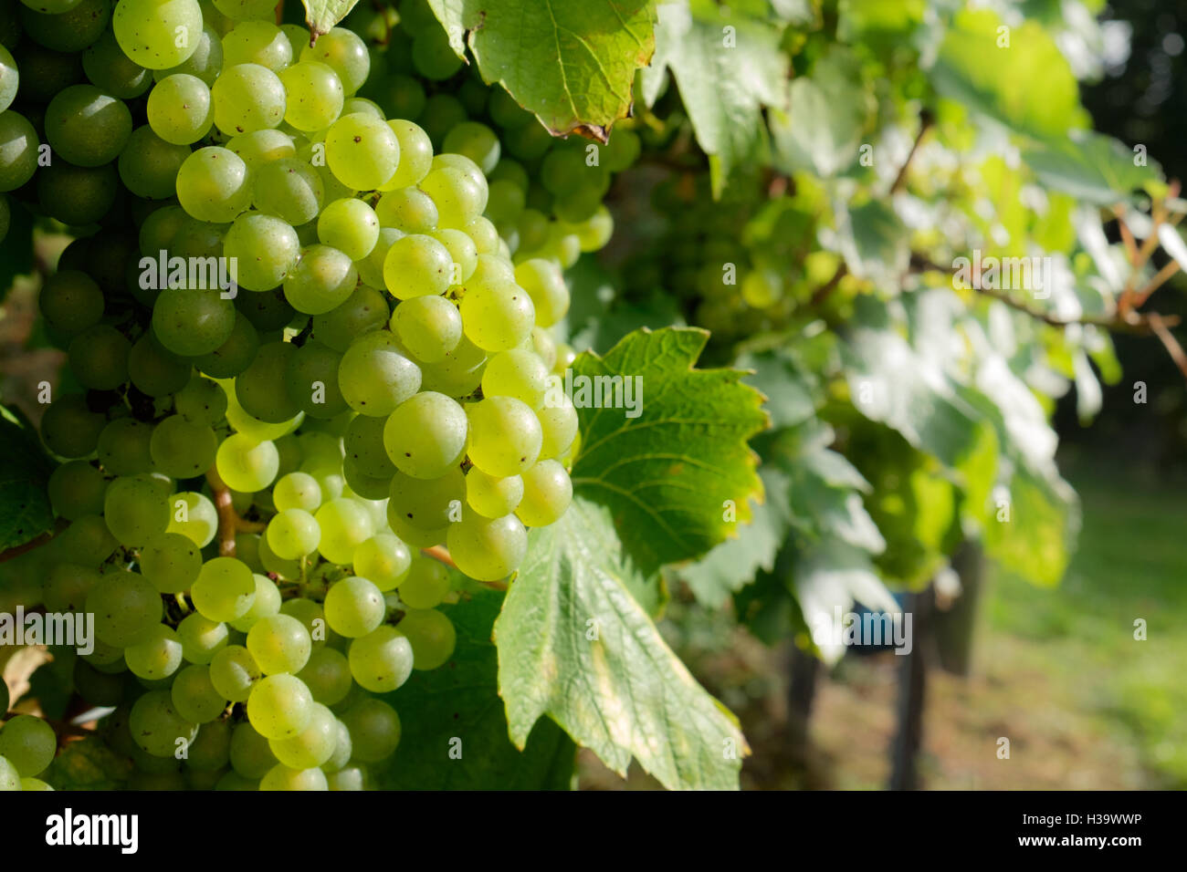 The green vinyard hi-res stock photography and images - Alamy