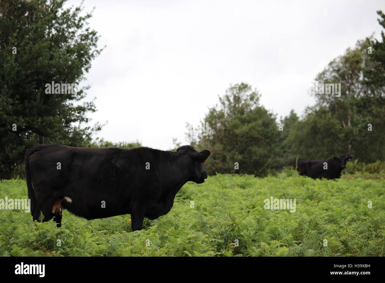 Cows looking at me hi-res stock photography and images - Alamy