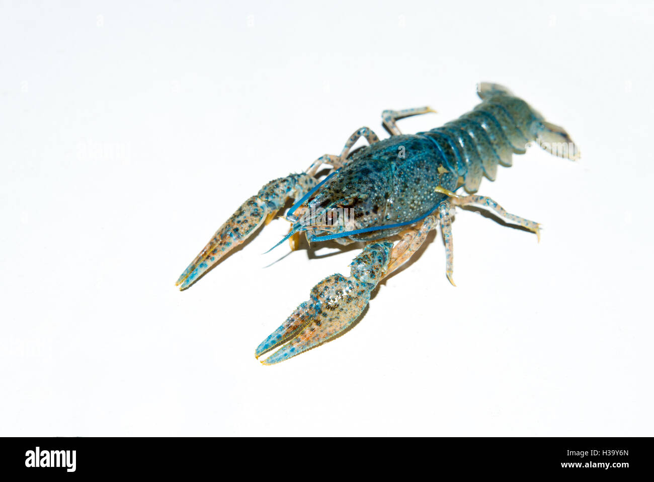 alive crayfish isolated on white background, live crayfish closeup ...