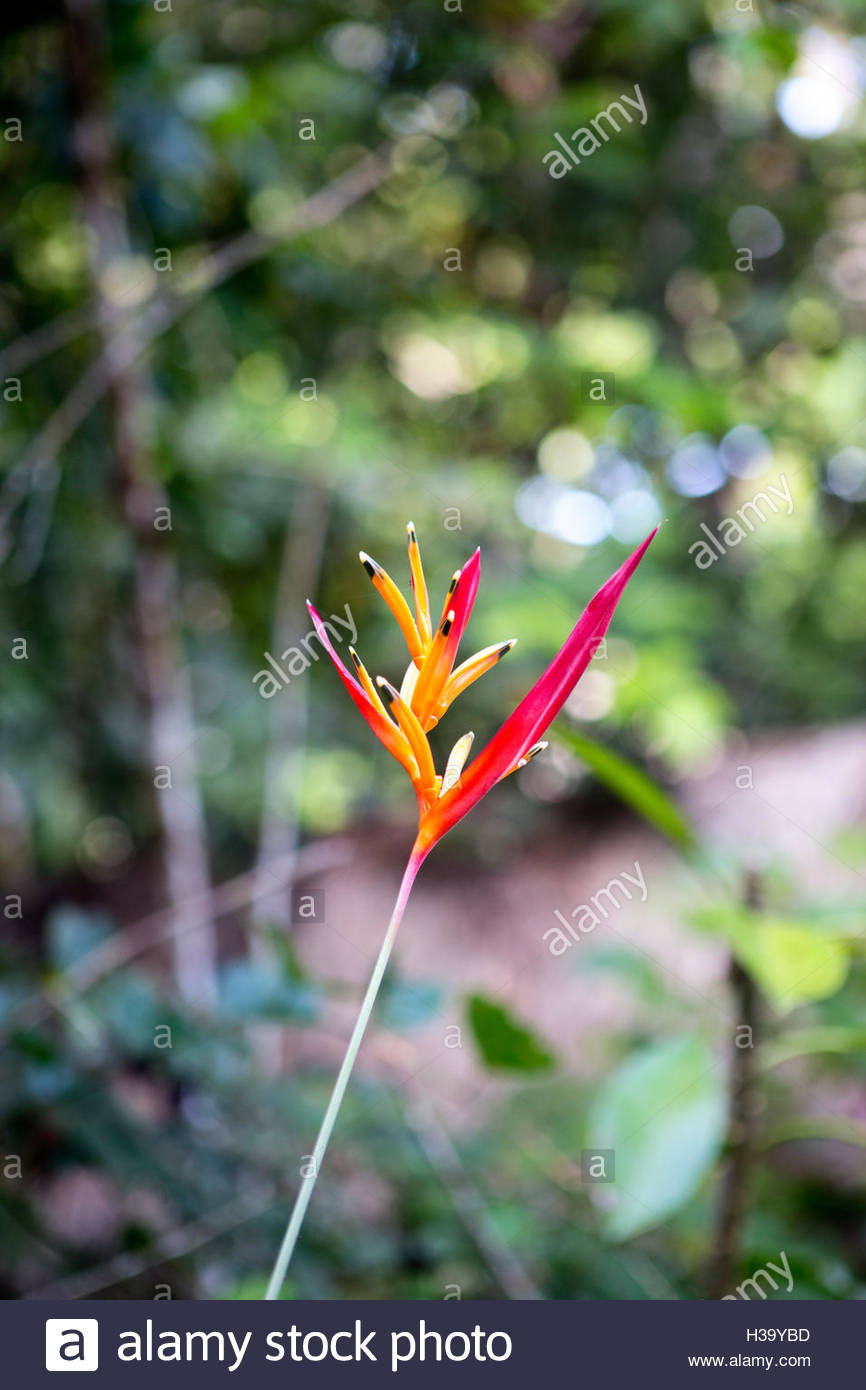 Red Flower In Amazon Rainforest Stock Photos & Red Flower In Amazon ...