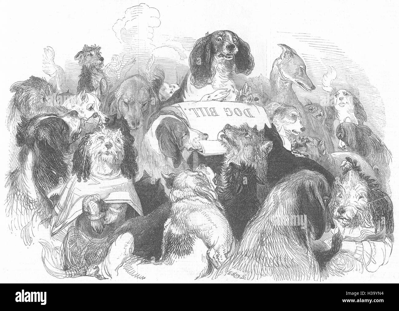 DOGS The Dog Bill Committee 1844. The Illustrated London News Stock ...