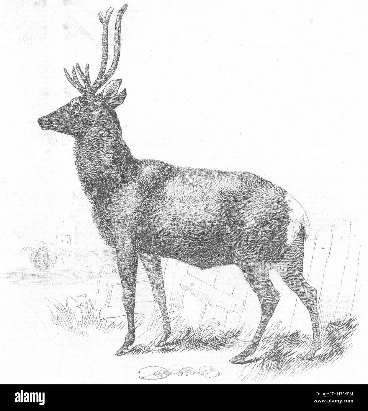 Philippine Deer Drawing