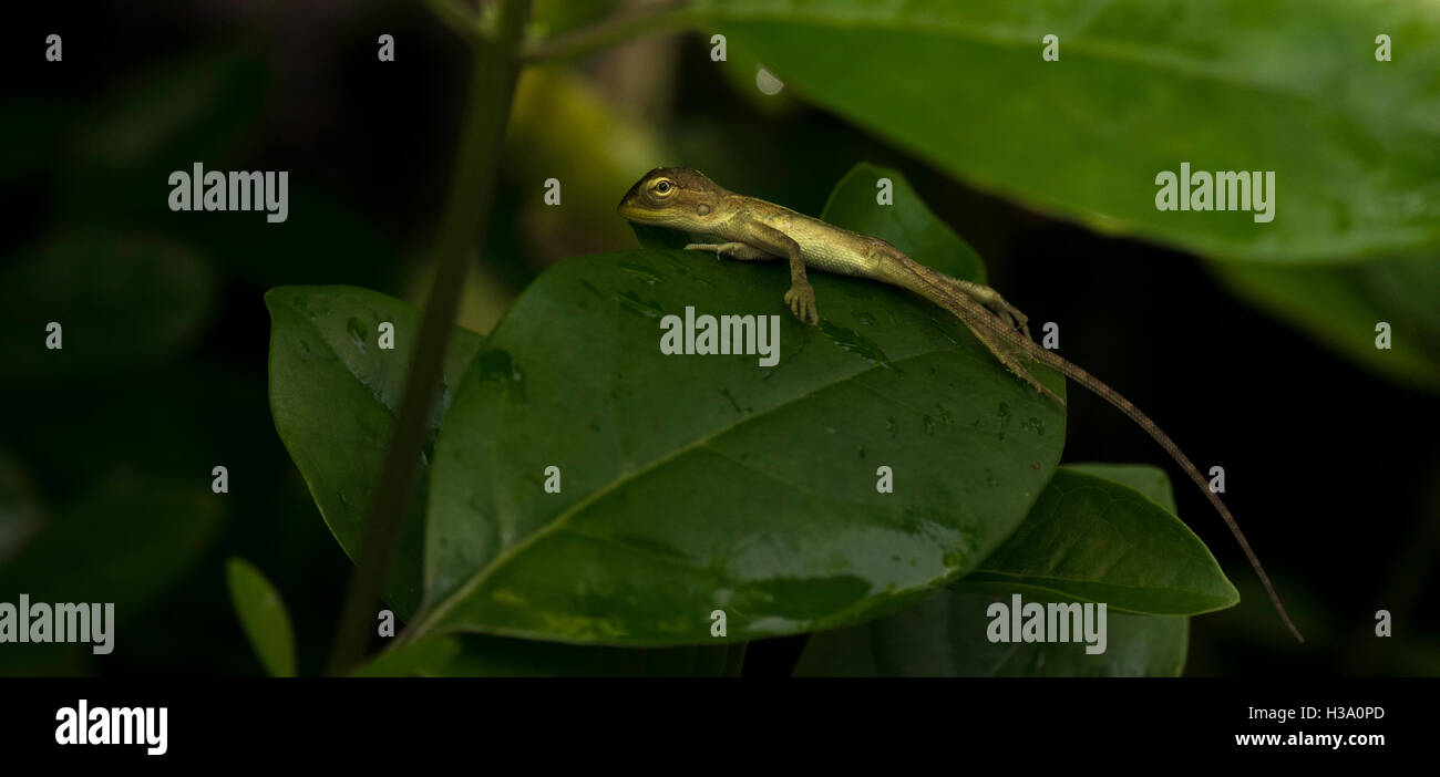 A juvenile Oriental Garden lizard resting on a leaf in a village in ...