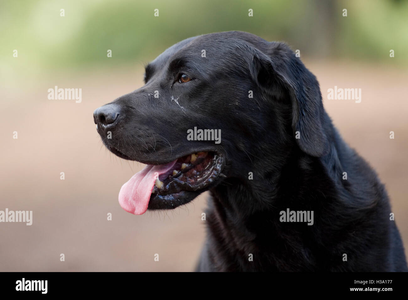 Labrador panting hi-res stock photography and images - Alamy