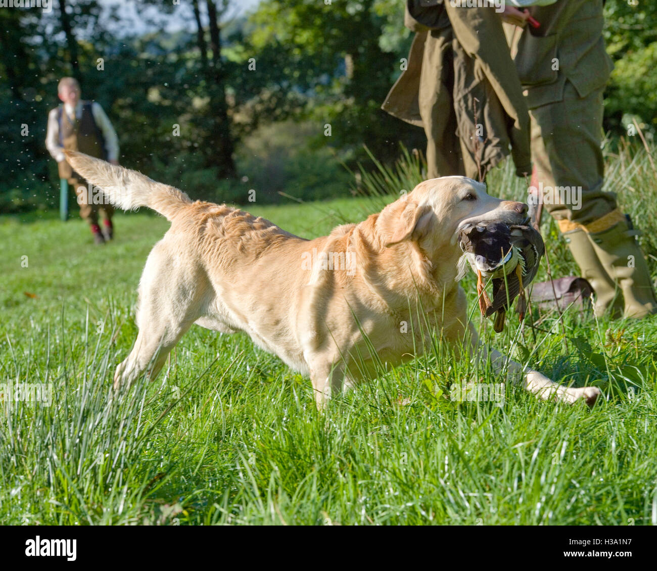 labrador retriever on a shoot carrying a dead duck Stock Photo - Alamy