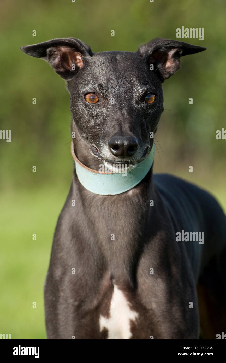 Black Whippet High Resolution Stock Photography and Images - Alamy