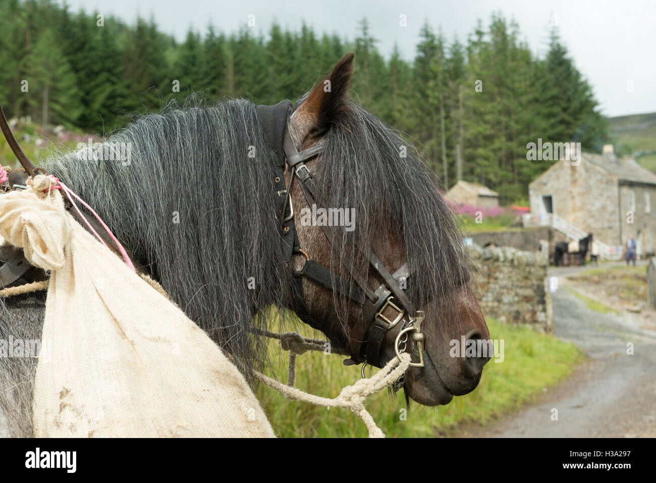 Dales pony ponies horse endangered England animal Stock Photo - Alamy