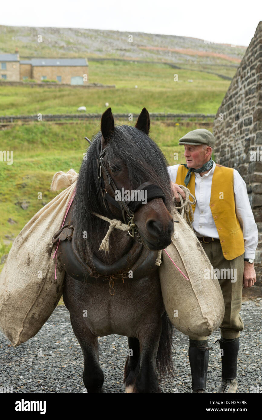 Dales pony ponies horse endangered England animal Stock Photo - Alamy