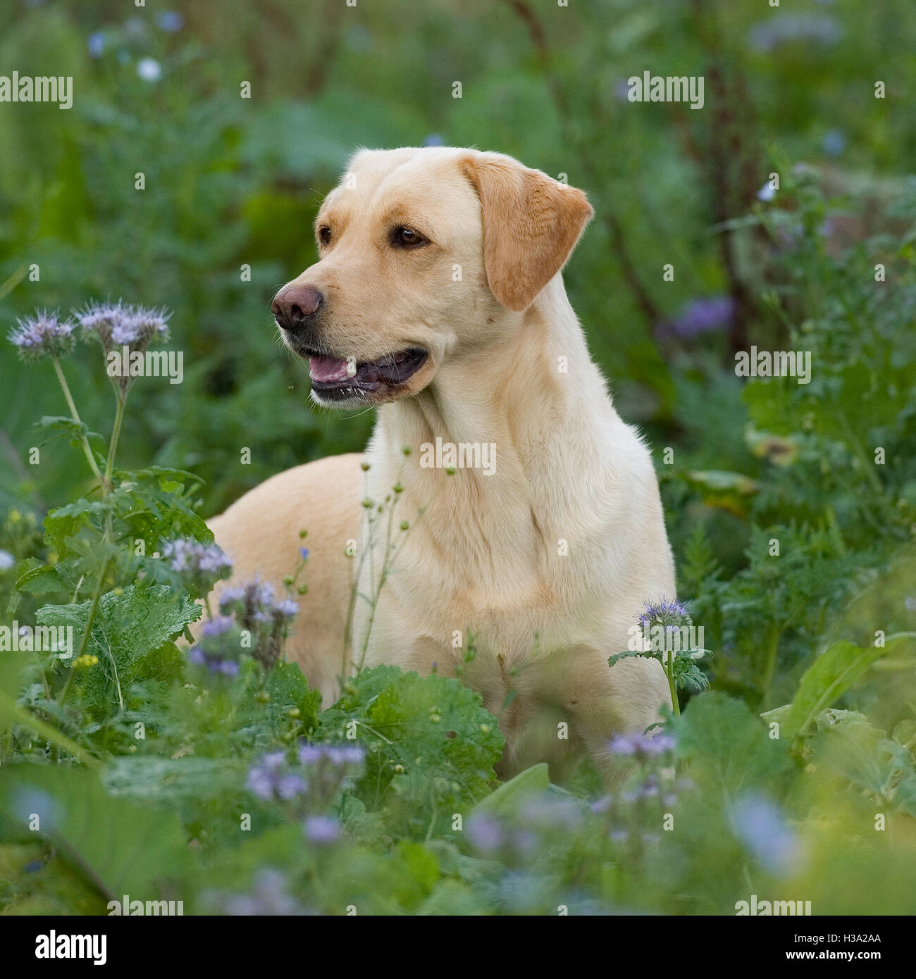 yellow labrador retriever Stock Photo - Alamy