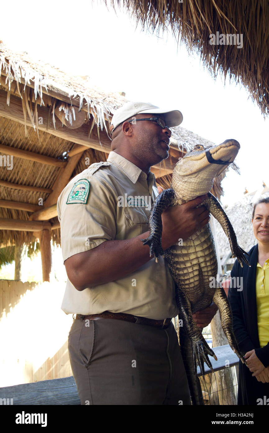 Ranger demonstrating an alligator to tourists at Big Cypress National ...