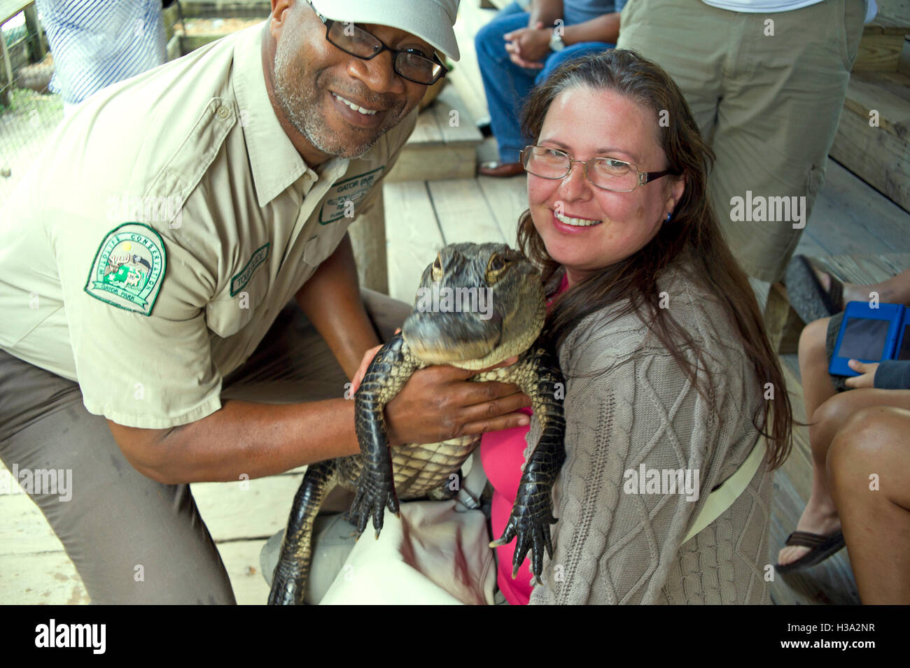 Ranger demonstrating an alligator to tourists at Big Cypress National ...