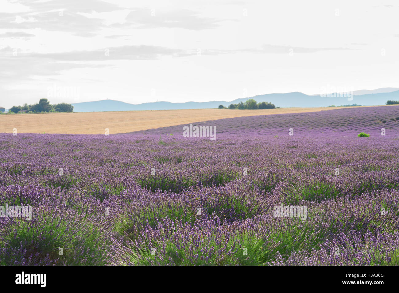 Lavender blooming field Stock Photo - Alamy