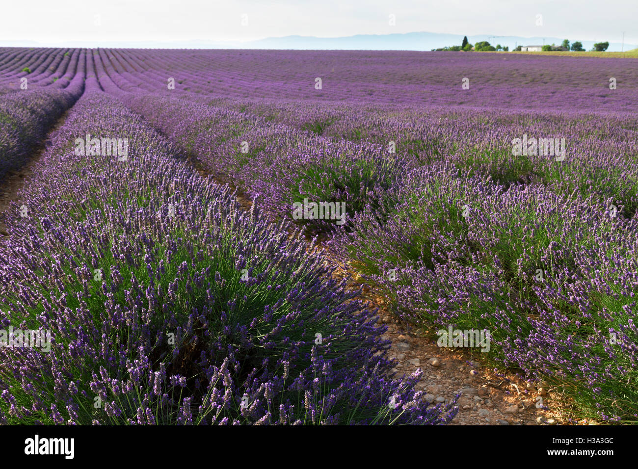 Blooming Lavender field Stock Photo - Alamy