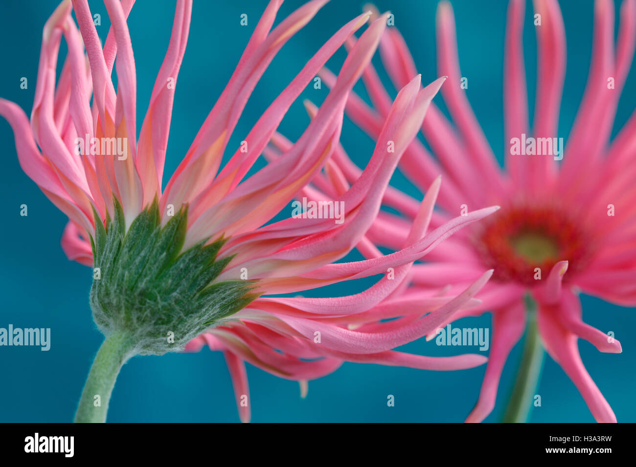 vibrant and fun loving pink spider gerberas Jane Ann Butler Photography ...