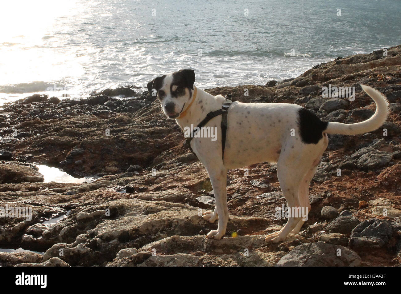 Greek dog hi-res stock photography and images - Alamy