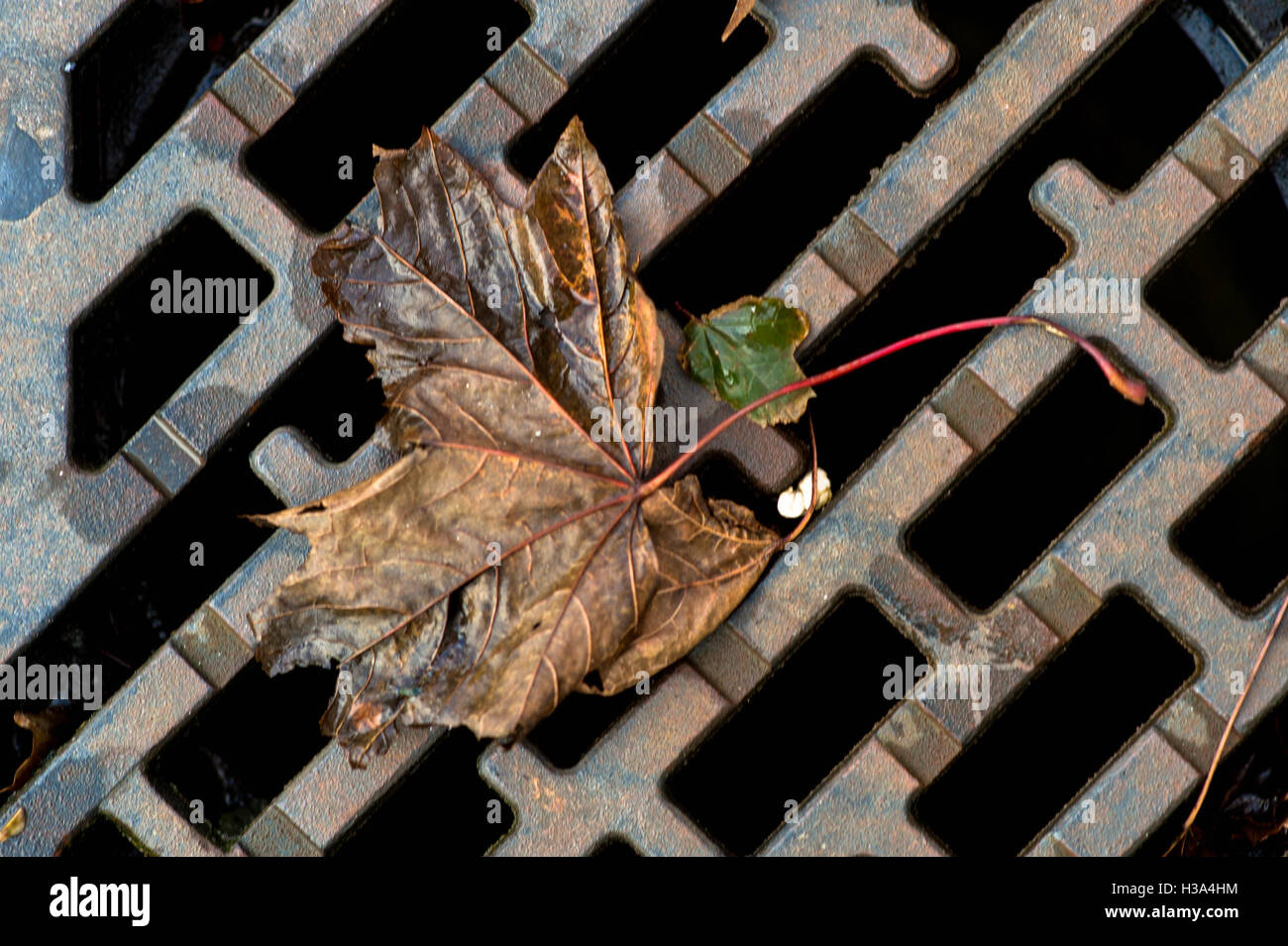 Gulley cover hi-res stock photography and images - Alamy