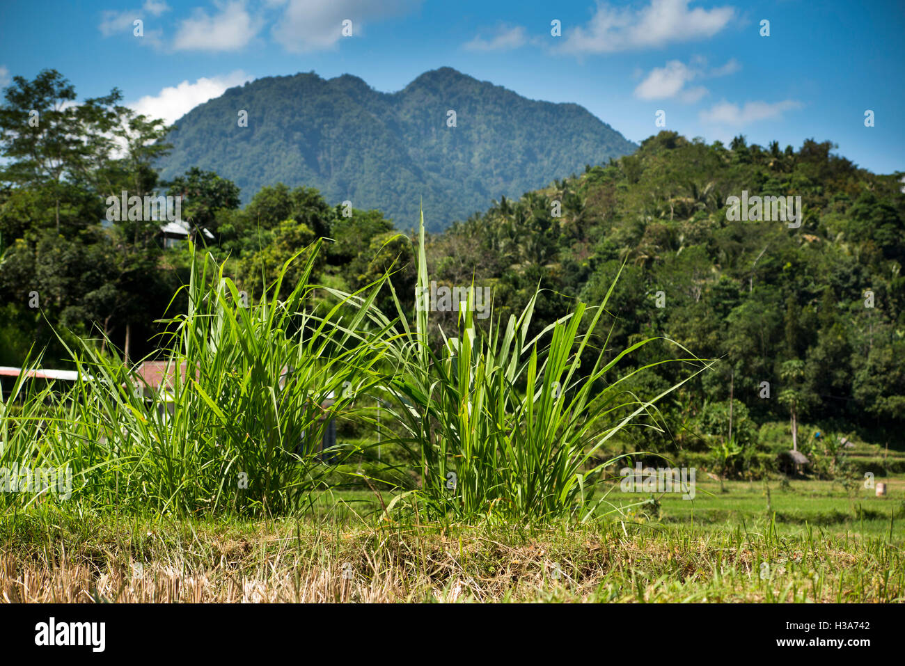 Sabiris hi-res stock photography and images - Alamy