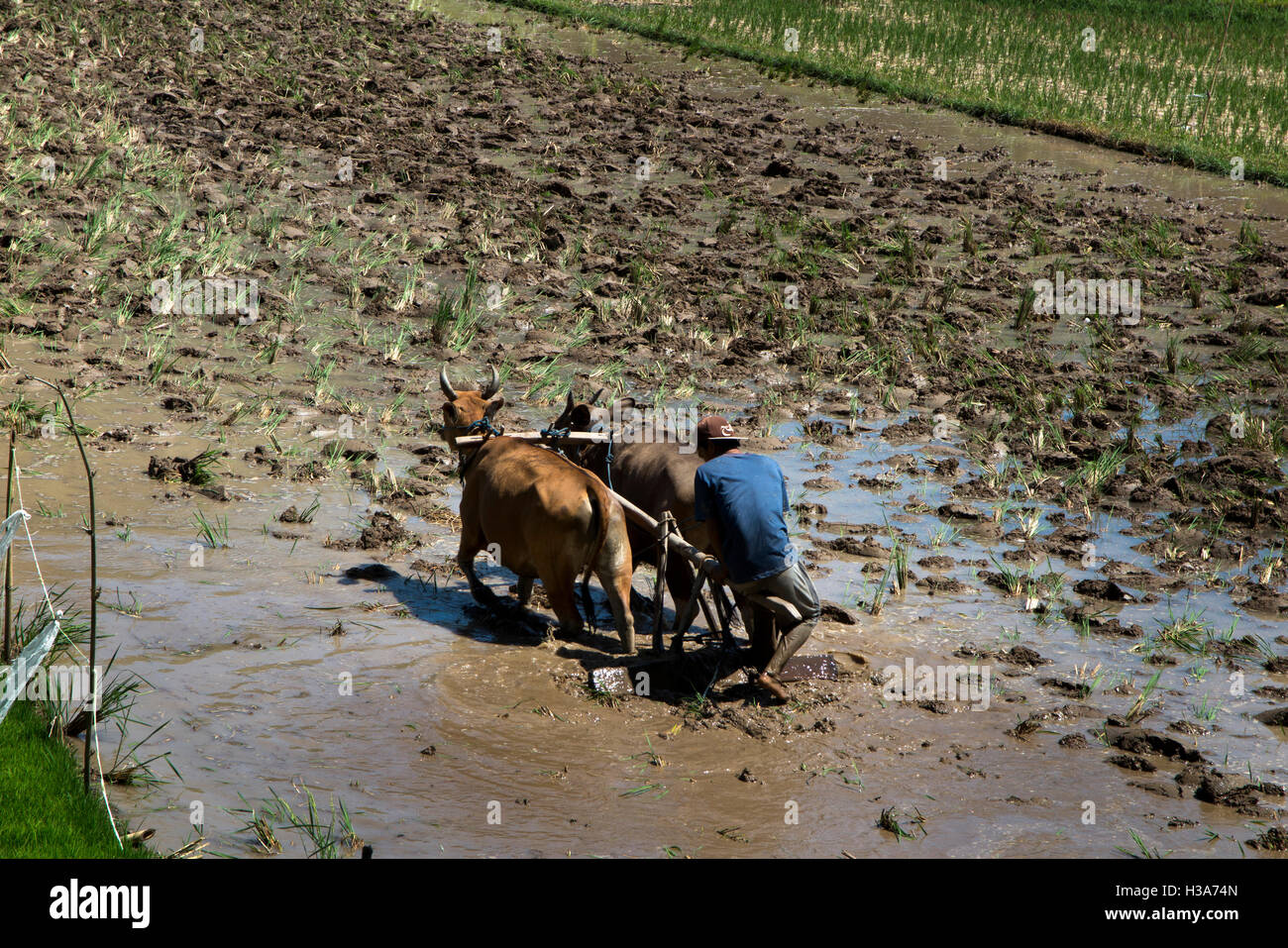 Indonesia, Lombok, Pemenang, irrigated farmland north of Pusuk Pass ...