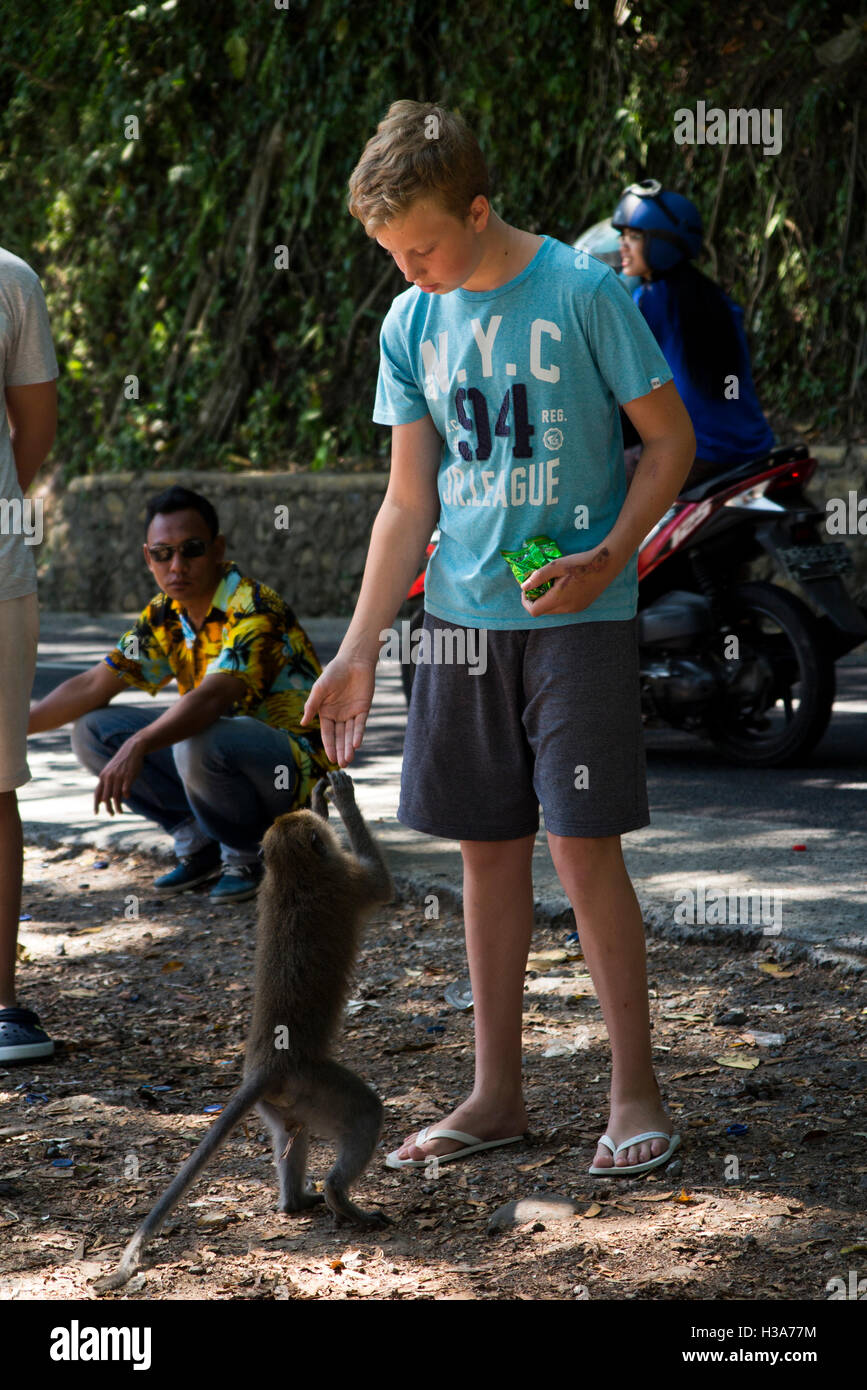 Indonesia, Lombok, Mataram, Pusuk Pass, Monkey Forest, tourist feeding ...