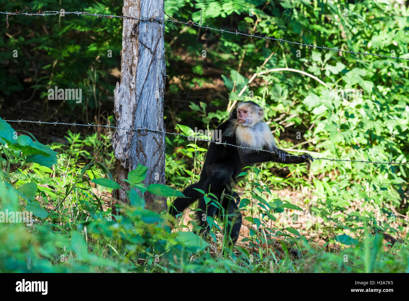 A white faced capuchin with a baby on its back holds onto barbed wire ...