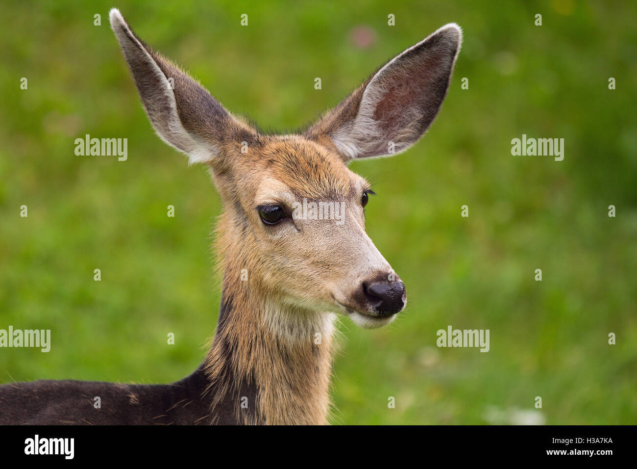A close-up photo of a female elk smiling, taken in Jasper National Park ...