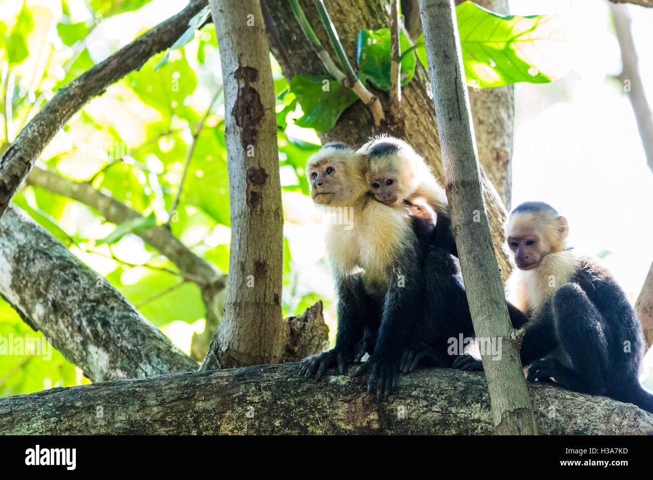 White faced capuchins jason wells hi-res stock photography and images ...