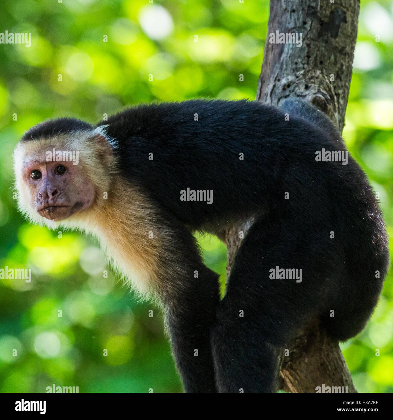 Square crop of a white-faced capuchin as it feeds in the treetops of a ...