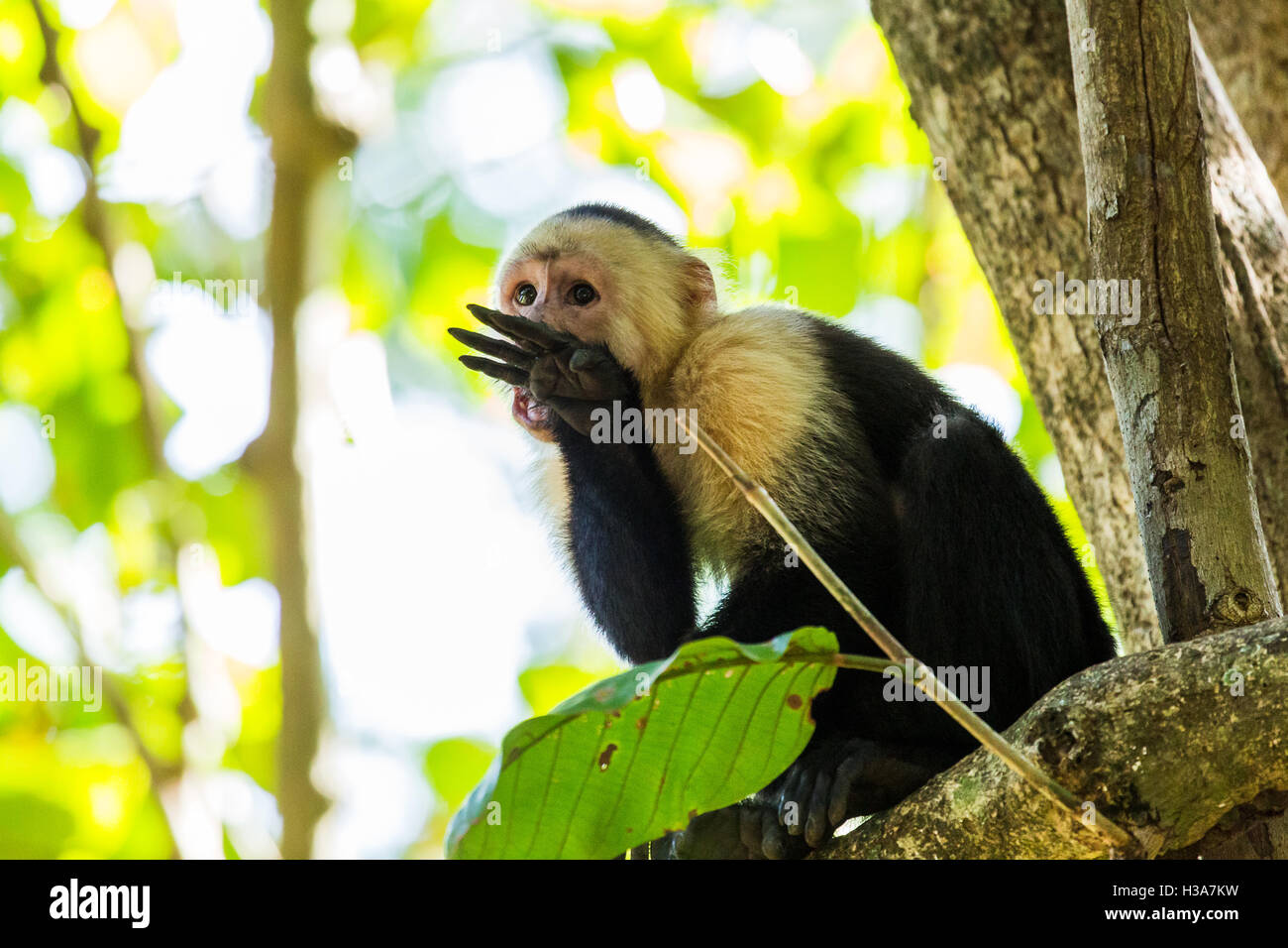 White faced capuchin eating hi-res stock photography and images - Alamy