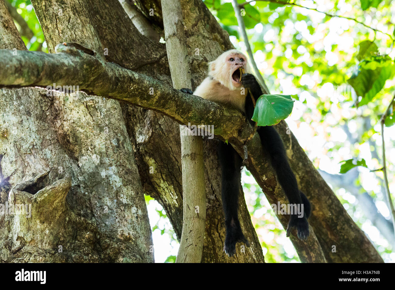 A white-faced capuchin lays high up in a tree chewing in a dry forest ...