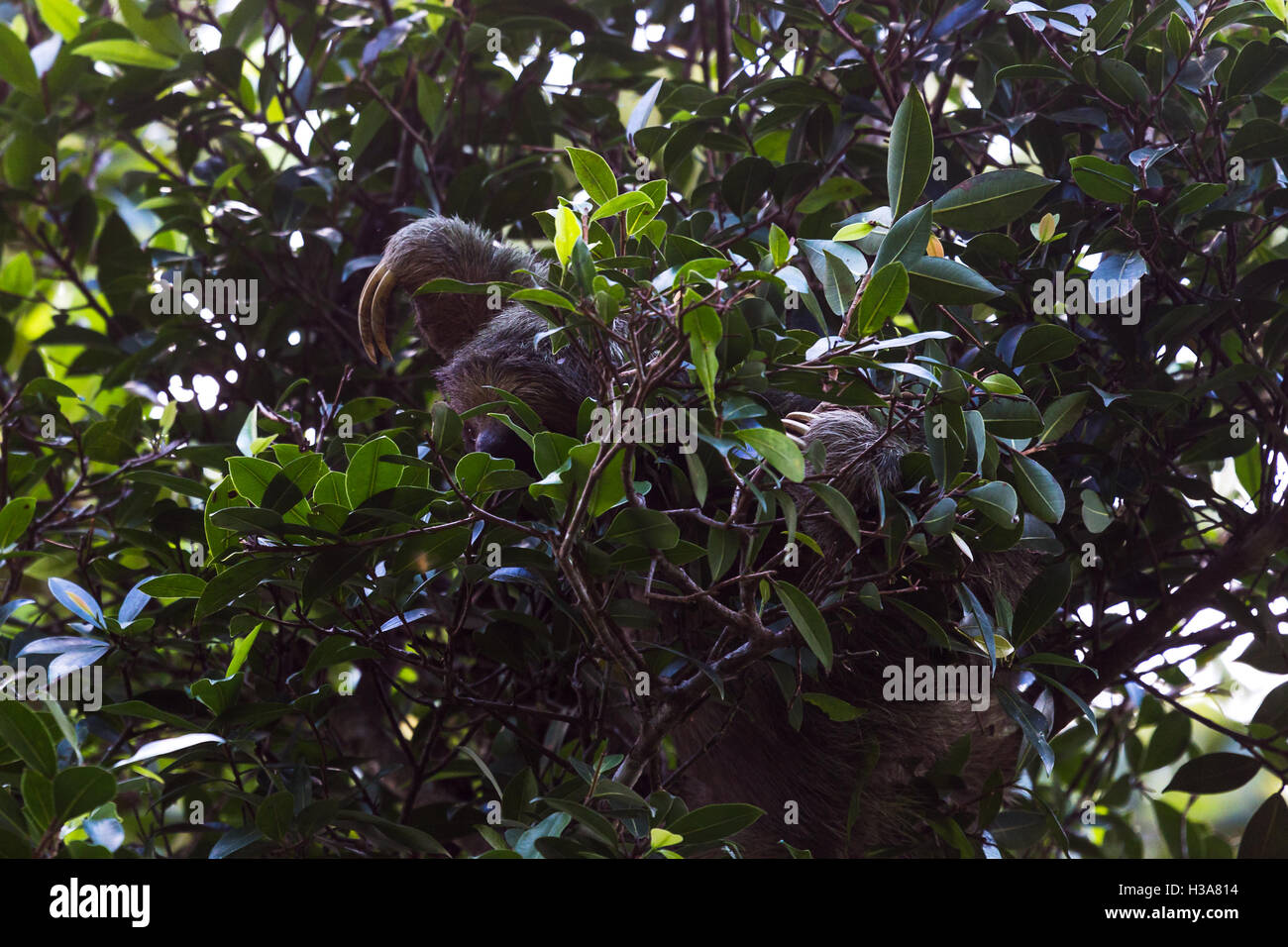 A three-toed sloth reaches out with its arm whilst feeding in a ...