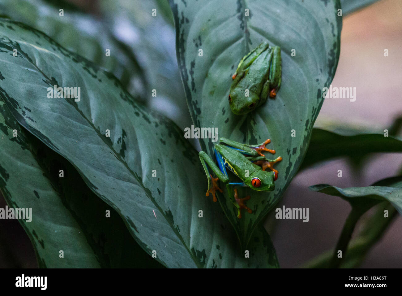 Two tree frogs on leaves hi-res stock photography and images - Alamy