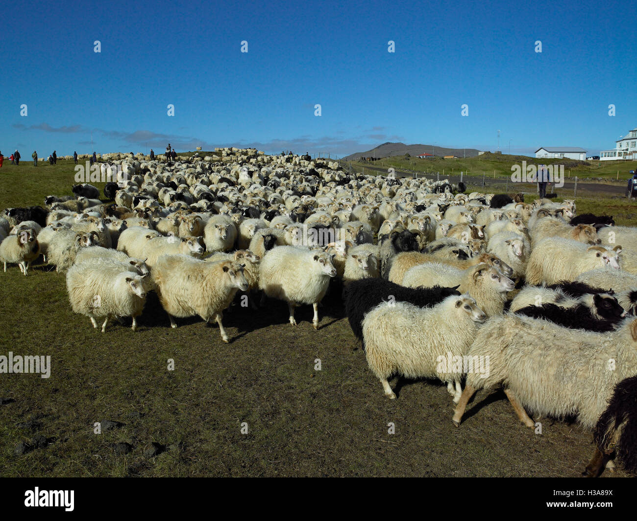 Sheep Round-up, Reykjanes Peninsula, Iceland Stock Photo - Alamy