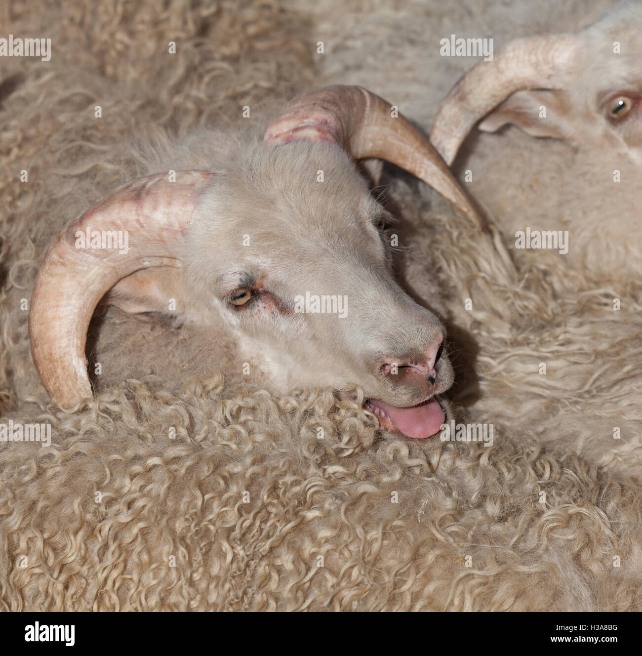 Sheep Portraits High Resolution Stock Photography and Images - Alamy