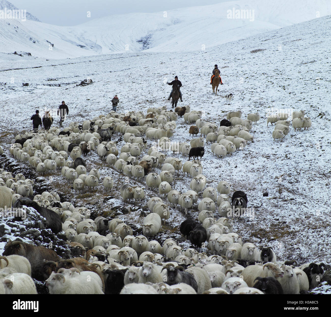 Sheep Round-up, Iceland Stock Photo - Alamy