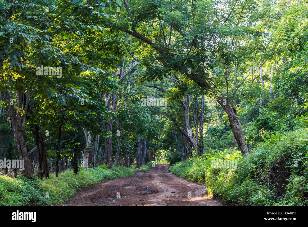 Guanacaste forest hi-res stock photography and images - Alamy