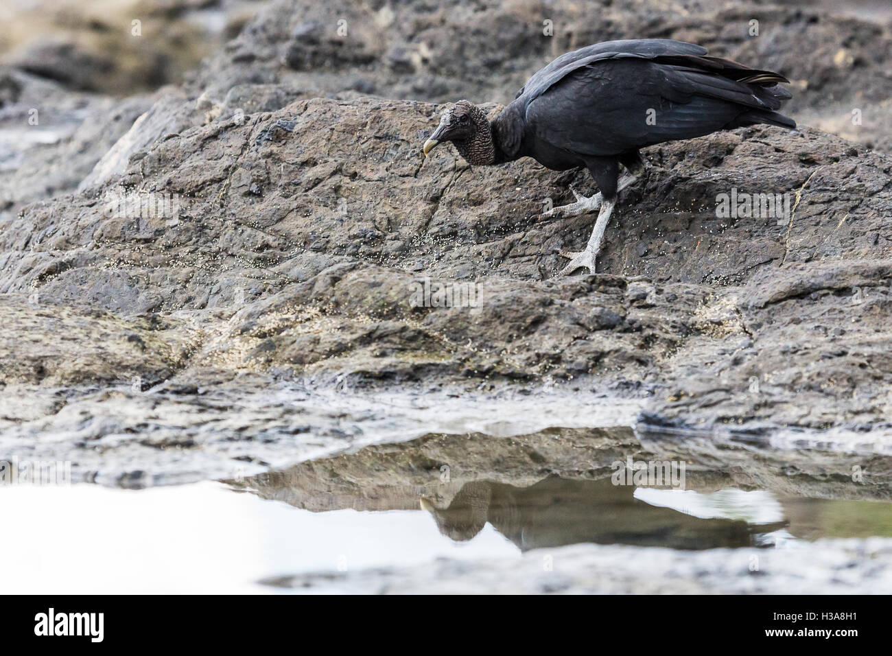Black Vulture foraging in the rock pools on the coastline of Guanacaste ...