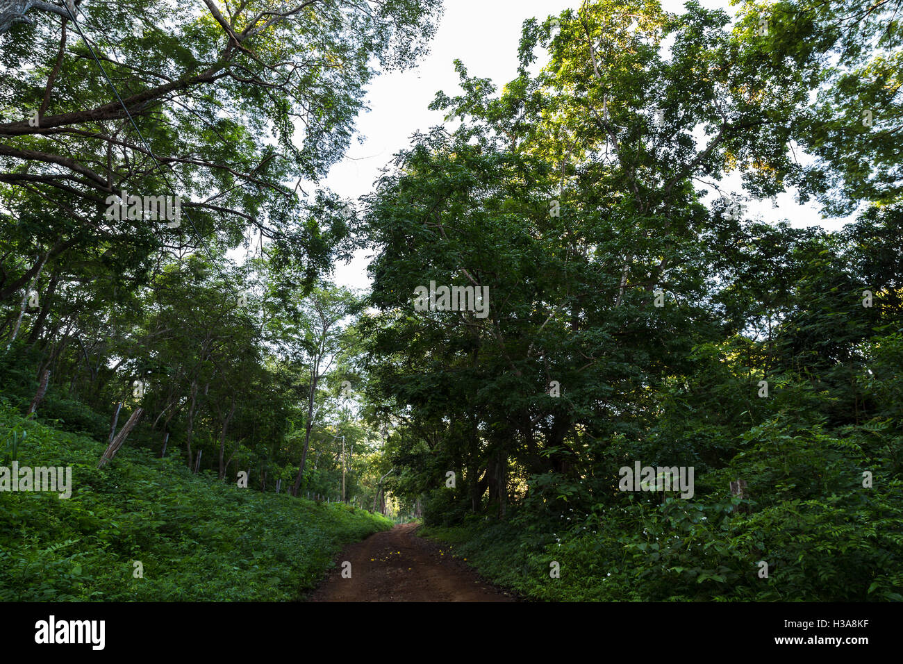 Guanacaste costa rica dry hi-res stock photography and images - Alamy