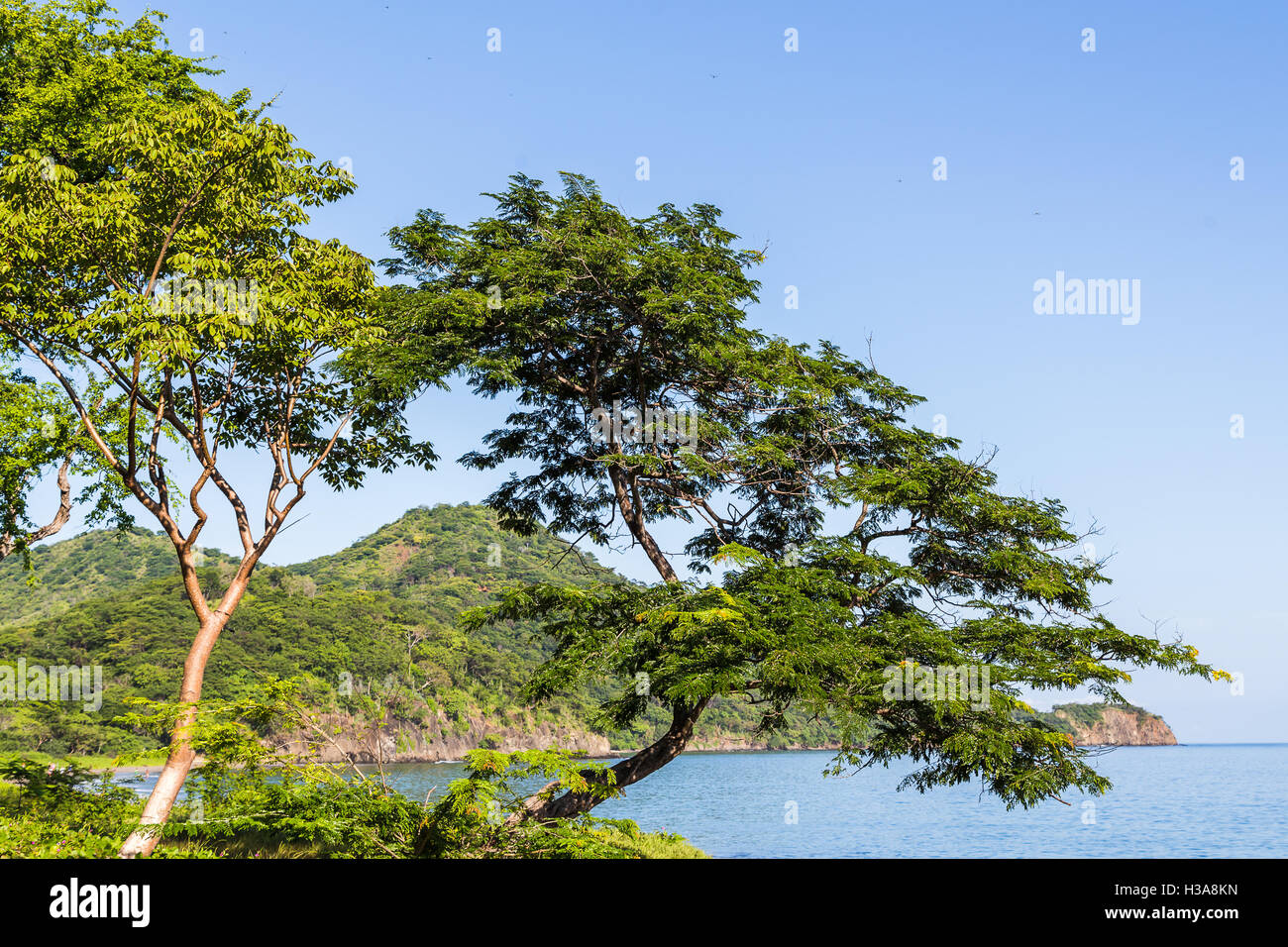 Matapalo papagayo costa rica hi-res stock photography and images - Alamy