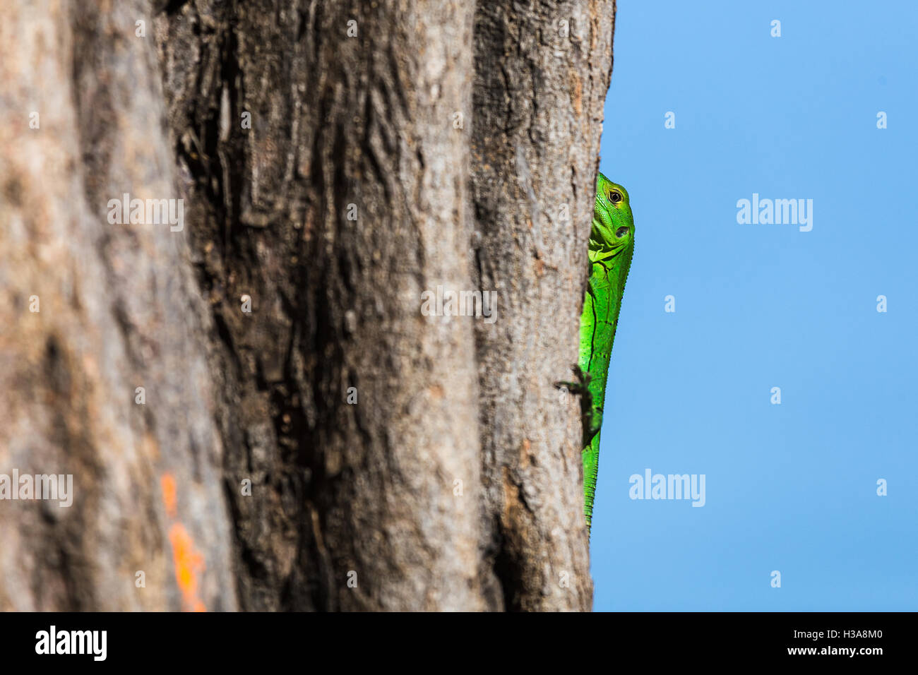 Emerald swift lizard sceloporus malachiticus hi-res stock photography ...