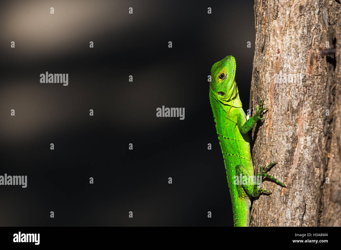 Emerald swift lizard sceloporus malachiticus hi-res stock photography ...