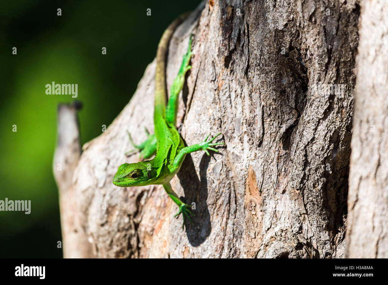 Emerald swift lizard sceloporus malachiticus hi-res stock photography ...