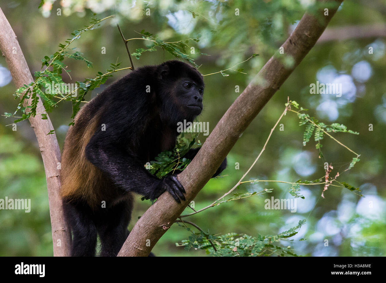 A howler monkey climbs up a branch for a feed on the green leaves in ...